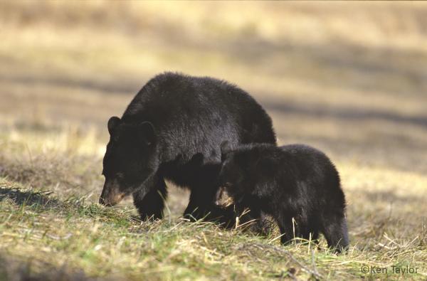 Black Bear | NC Wildlife